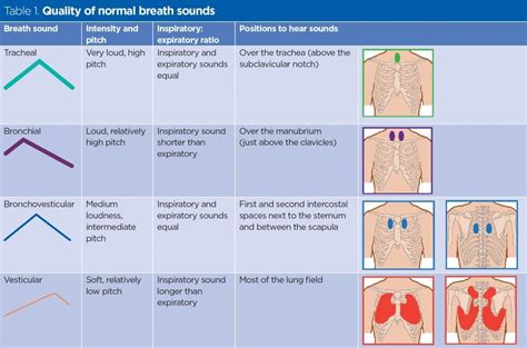 Lung Sounds Prehospitalhub