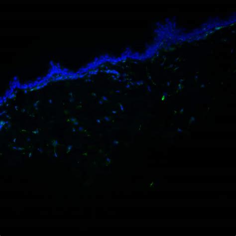 Anti Vimentin Antibody Mab2105 Randd Systems
