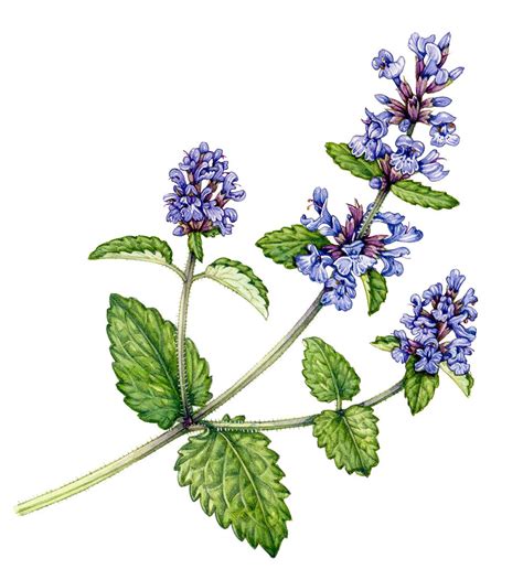 Catnip Plant Drawing