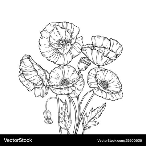 Poppy Line Drawing