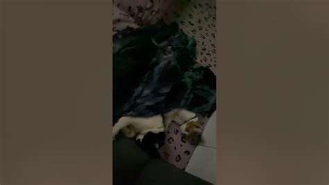Sudah malam waktunya oyen&cemong bobo yaa om tante 😁 , lampu udah ...