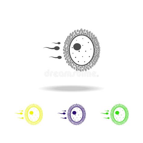 Female Egg Structure Stock Vector Illustration Of Ovulation 101017475