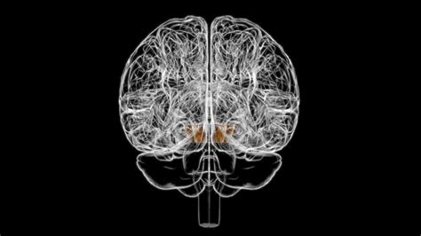 Brain Cerebral Peduncle Anatomy For Medical Concept 3d Stock