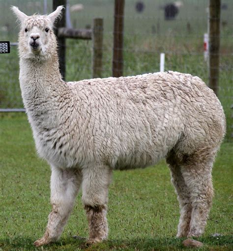 Managing Database Connections In Fastapi Best Practices Endatec