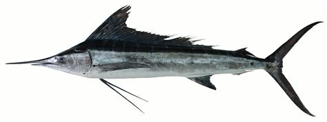 【圖解】劍旗魚、紅肉仔哪種旗魚做生魚片最好吃？ 食譜自由配 自由電子報