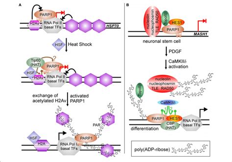 Parp1 Activity Mediated Stimulation Of Transcription A Chromatin