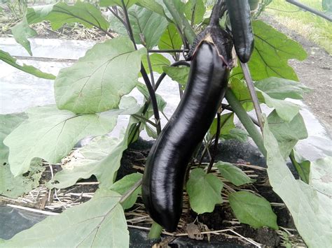訳あり🍆ふわとろナス【約2キロ】ふわっととろける驚きの柔らかさ ️：茨城県産のその他ナス｜食べチョク｜産地直送産直お取り寄せ通販 農家