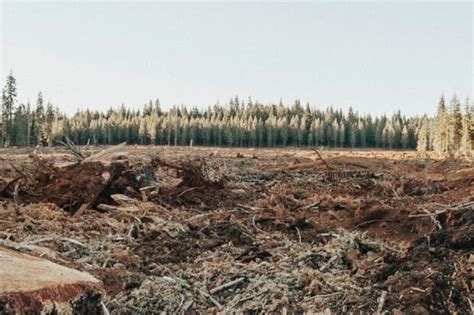 Habitat Fragmentation Definition And Significance Glossary