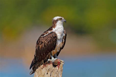 19700개 이상의 Osprey 스톡 사진 그림 및 Royalty Free 이미지 Istock
