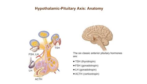 Posterior Pituitary Gland And Hypothalamus Functional Anatomy Of The