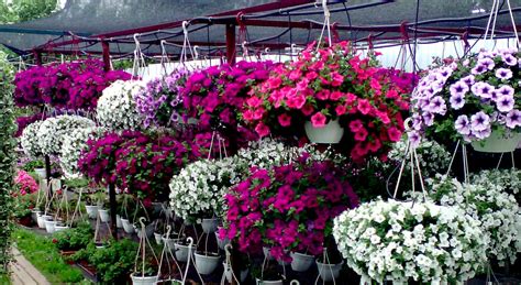 Хризантема продаём черенки и саженцы ЖИМОЛОСТЬ СЪЕДОБНАЯ Жимолость многолетний кустарник