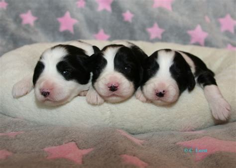 Abby Und Lassen Welpen 2 Wochen Alt Firstprizebears Bearded Collies
