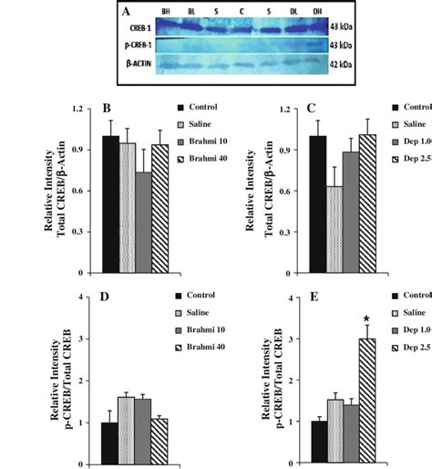 The Expression Of Phospho Camp Response Element Binding P Creb Using