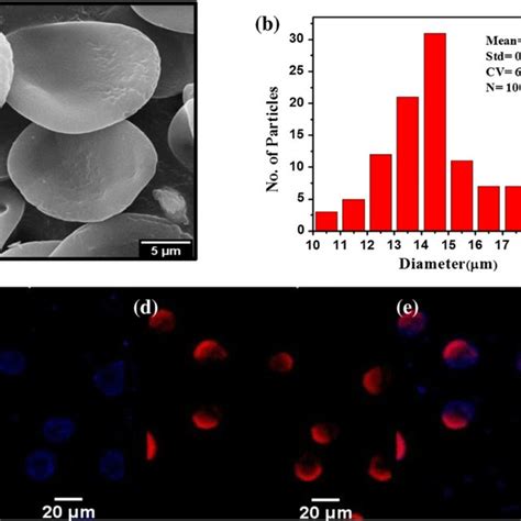A Sem Image B Particle Size Distribution Average Particle Diameter