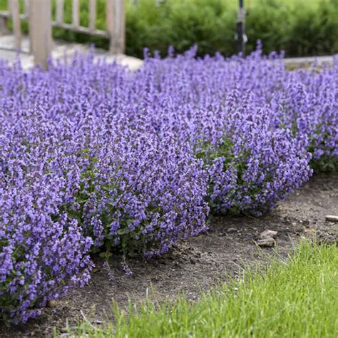 Nepeta Cat S Pajamas Catmint Sugar Creek Gardens