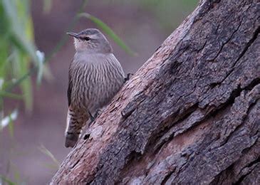 TREECREEPERS Wildlife Mountain Australia