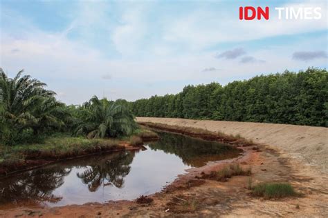 Sulap Sertifikat Lahan Mangrove Hutan Langkat