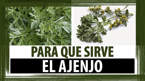 El Ajenjo Y Sus Propiedades Curativas