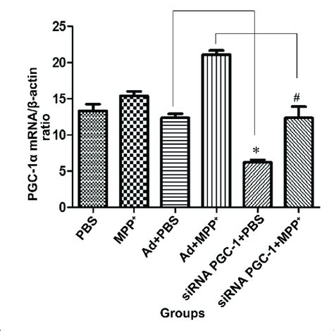 The Effect Of Mpp And Or Sirna Pgc 1 Interference On Pgc 1α Mrna
