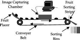 A Layout Of Computer Mediated Fruit Sorting System Download Scientific Diagram