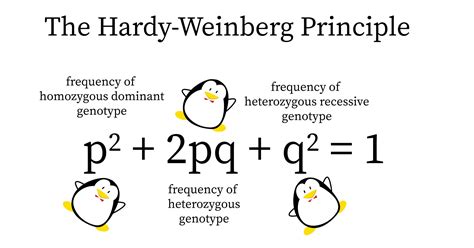 Hardy Weinberg Equilibrium Bartleby