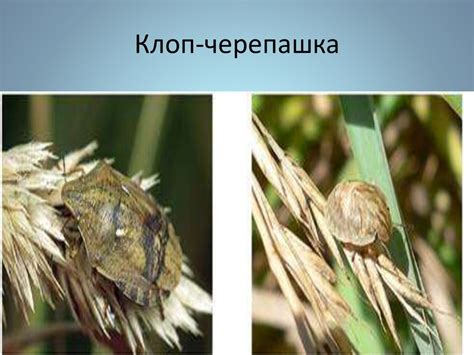 Насекомые вредители культурных растений и переносчики заболеваний