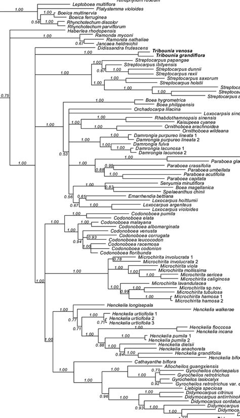 Bayesian Inference Tree With Average Branch Lengths Based On Combined Download Scientific