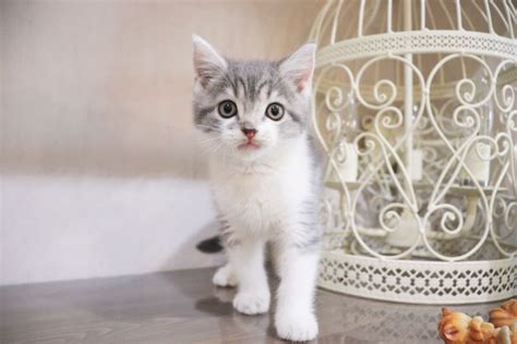 まるまる成長中♪スコティッシュちゃんデビュー 大阪高槻市の猫カフェ併設の猫ちゃん専門店 Koneconeko