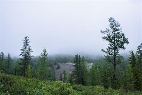Premium Photo Atmospheric Forest Landscape With Coniferous Trees In