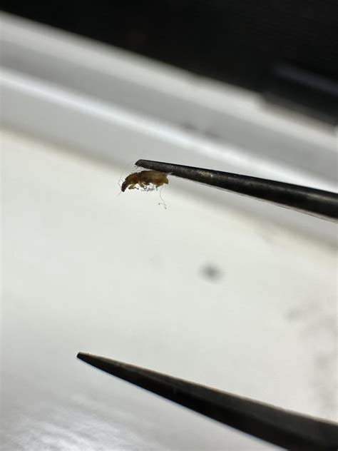 Is This A Dead Bed Bug I Found It On The Corner Of My Desk R Bedbugs