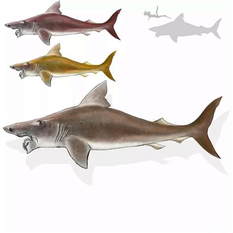 Dwarf Lantern Shark