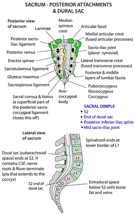 Instant Anatomy Abdomen Areas Organs Sacrum Attachments To