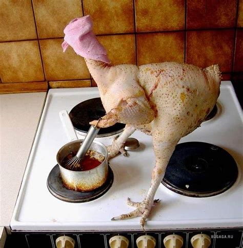 Смешные курицы фото и прикольные петухи селфи