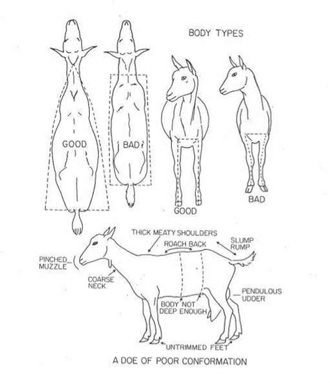 Best 13 Sheep Conformation Artofit