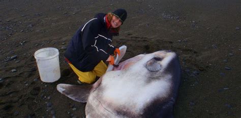 Unusual And Huge Grey Blob Found In California