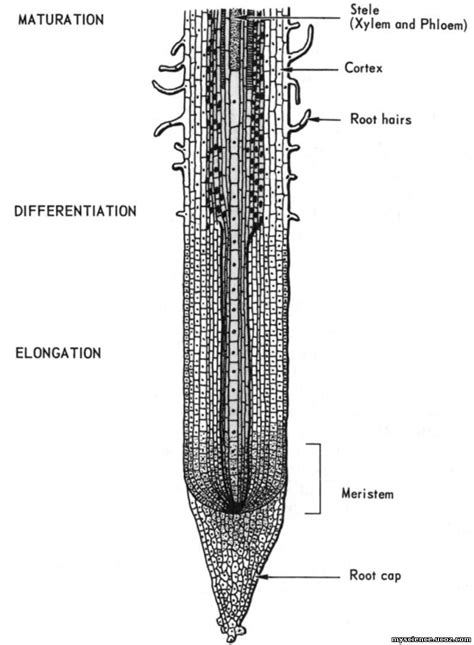 Label The Zones And Structures On The Diagram Of A Typical Root at Dayna Barker blog