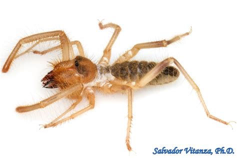 Class Arachnida Solifugae Eremobatidae Eremocosta Striata Windscorpions
