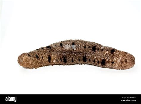Sea Cucumber Isolated On White Background Echinoderms From The Class Holothuroidea Marine