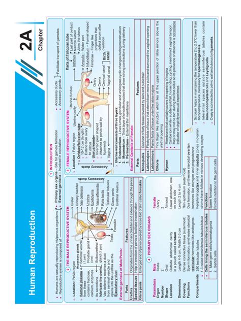 Human Reproduction Ch 2a Pdf