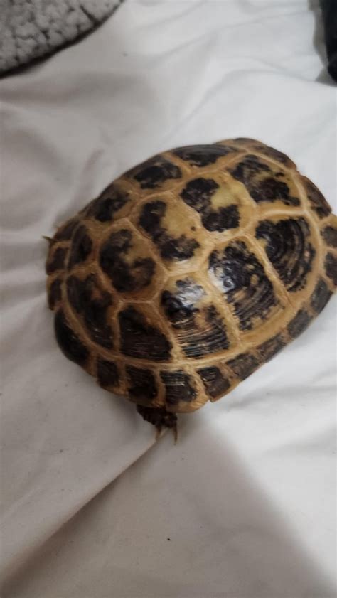 Is My Tortoise Healthy R Tortoise