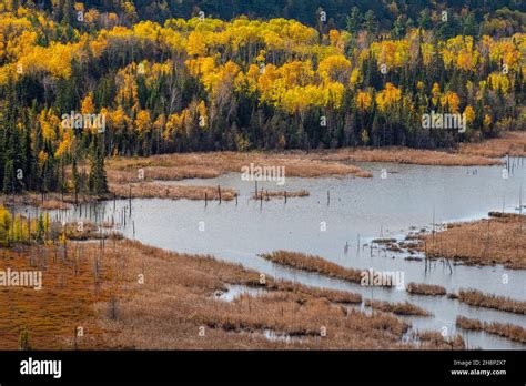 Onaping Area Mines Mill Tailings Management System Fecunis Reservoir Wetlands Greater Sudbury