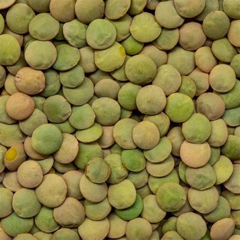 Organic Green Lentil Lens Culinaris Annies Heirloom Seeds