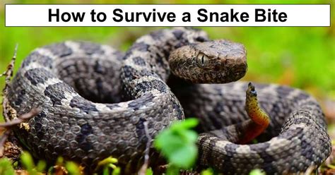 Surviving A Venomous Bite In The Wild 6 Strategies