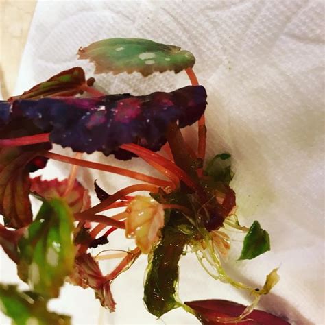 Begonia Propagation