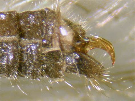 Micromus Paganus