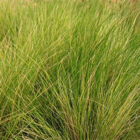 Stipa Trichotoma Palomino
