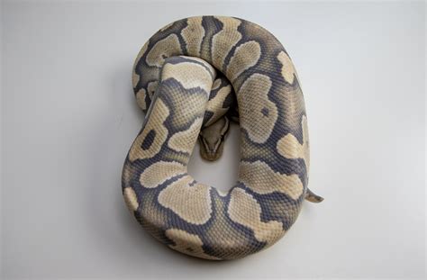 Ball Pythons Are Venomous Get Your Facts Checked With This Article