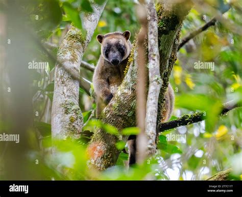 A Lumholtz S Tree Kangaroo Dendrolagus Lumholtzi Sitting On A Tree In