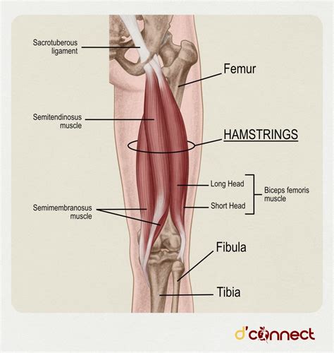 Exercise Guide To Hardy Hamstrings D Connect