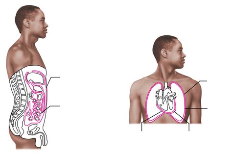 Exercise 1 Serous Membranes Diagram Quizlet